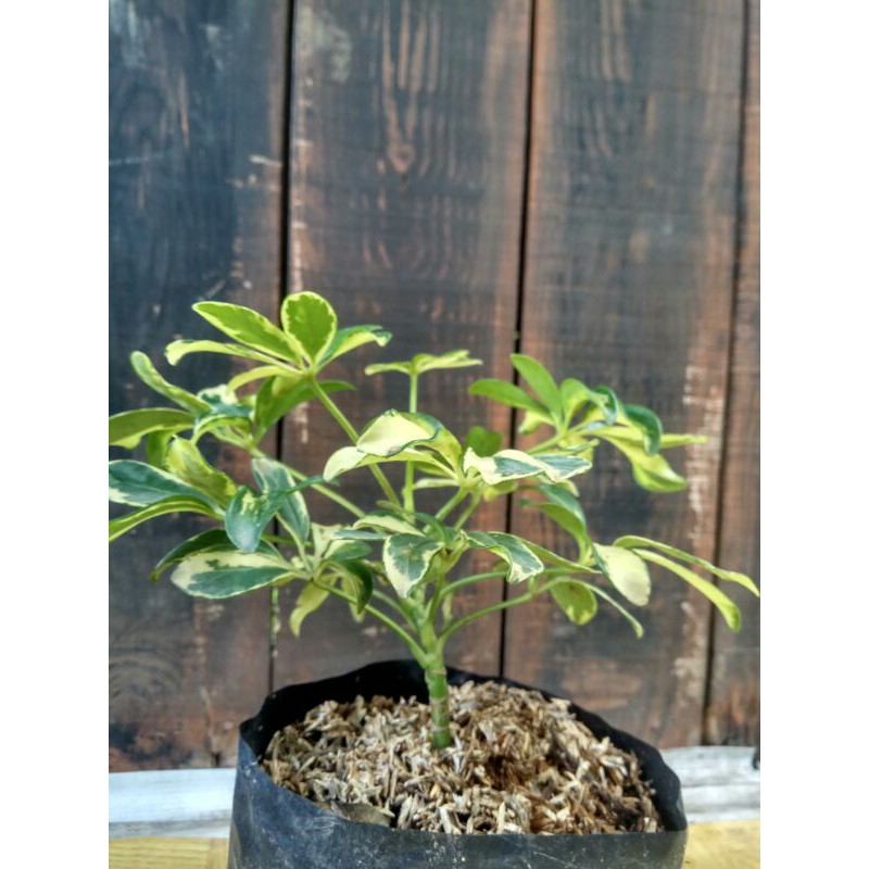 Jual tanaman hias walisongo / warna hijau dan kuning | Shopee Indonesia