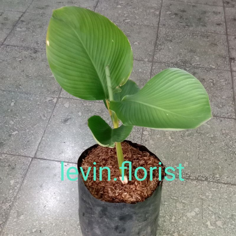 Jual Calathea lutea / pisang / bibit tanaman hias bunga | Shopee Indonesia