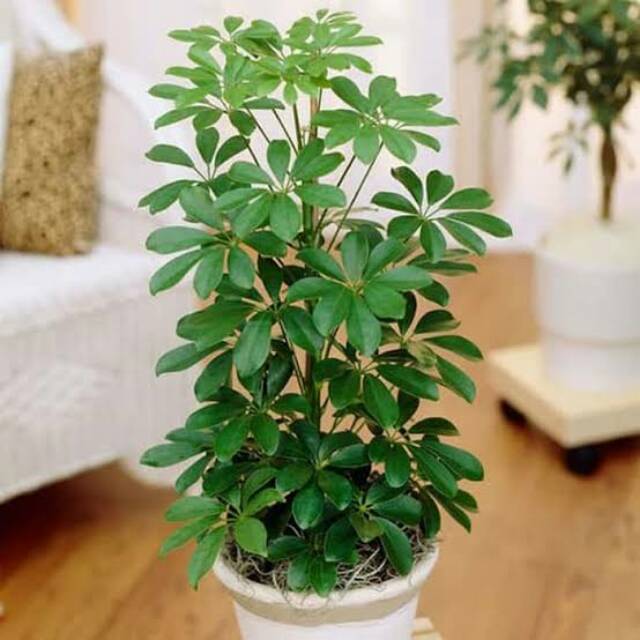 Jual Tanaman hias walisongo daun hijau / Schefflera arboricola | Shopee Indonesia