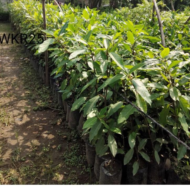 Jual Today Sell bibit tanaman loa unggul tanaman rimbun pohon besar alami seger loa mania ...