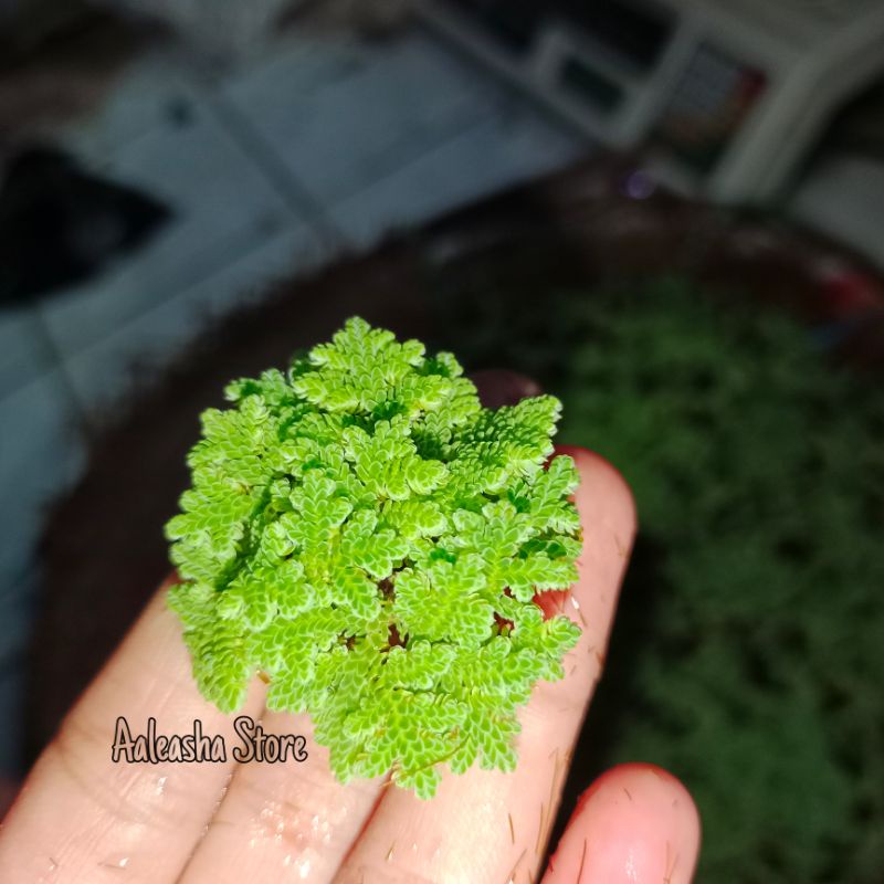 Jual Bibit Azolla Azola Microphyla Pinnata Pakan Ikan 100 gram | Shopee ...