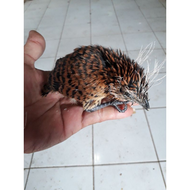 Jual Anakan Elang Terlengkap & Harga Terbaru September 2023 | Shopee ...