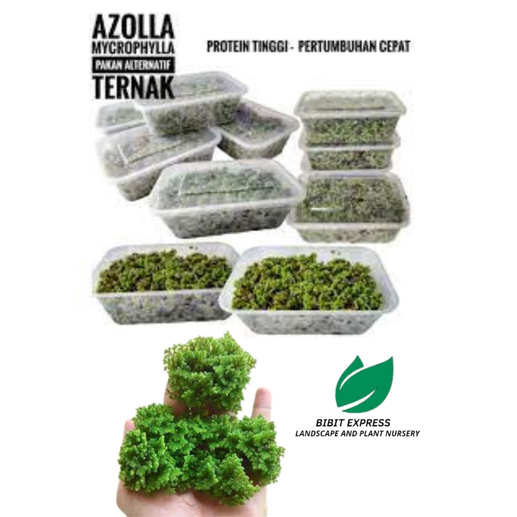 Jual Azolla/pakan ternak murah micropila | Shopee Indonesia