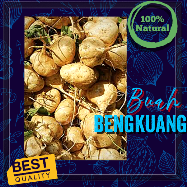 Jual BENGKUANG / BENGKOANG / BANGKOANG / BANGKUANG 1 KG BUAH SEGAR ...