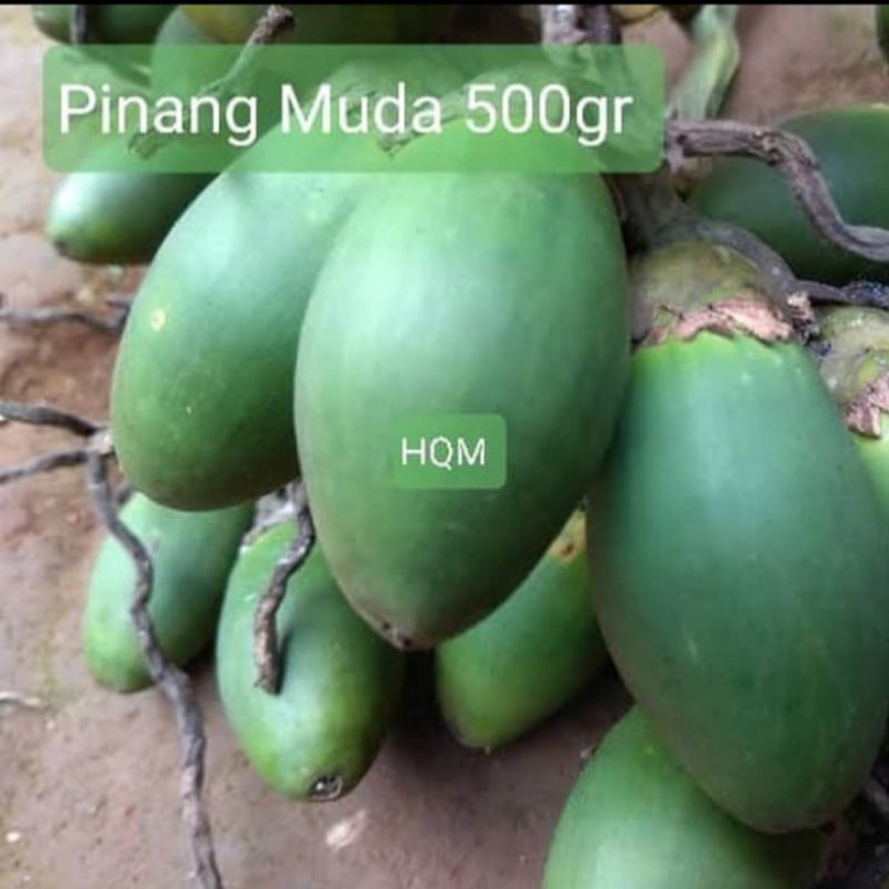 Jual (READY) Buah Pinang Muda Jambe - Pinang Muda Fresh 500gr | Shopee ...