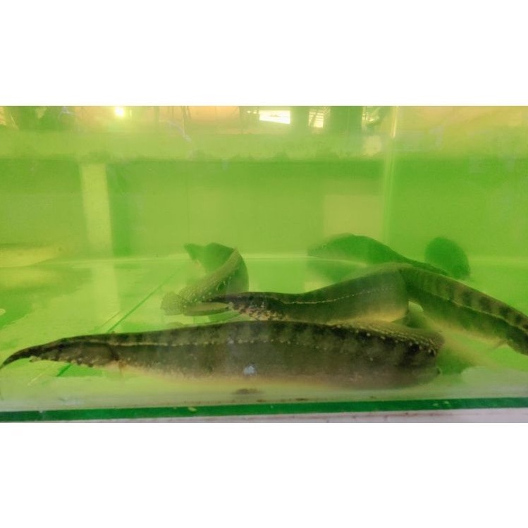 Jual ikan Green eel size 20-25cm | Shopee Indonesia