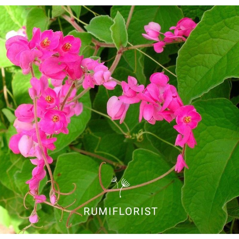 Jual [ BELI 5 GRATIS 1 ] Bibit Tanaman Rambat Bunga Air Mata Pengantin ...