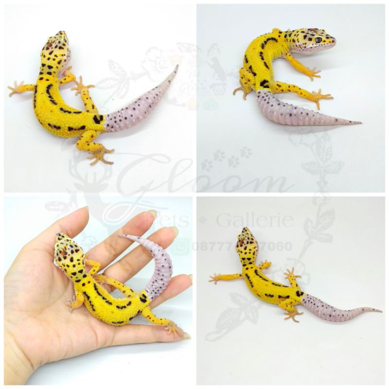 Jual Leopard Gecko Lemon Frost LF Macksnow Snow Enigma ph Eclipse MALE ...