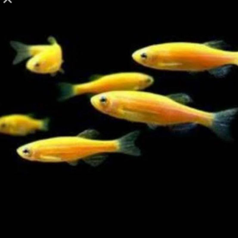 Jual ikan yellow danio zebra slayer size L | Shopee Indonesia