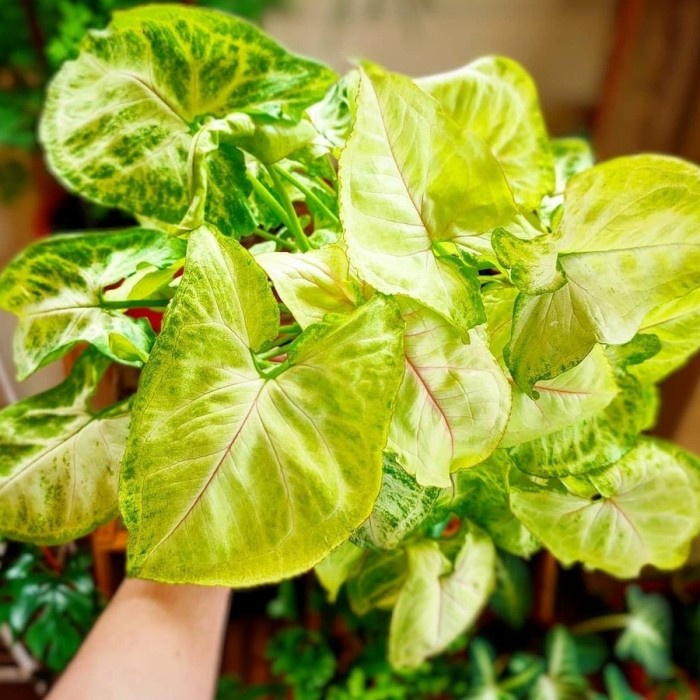 Jual Syngonium golden allusion, Tanaman hias syngonium, Bibit Syngonium ...