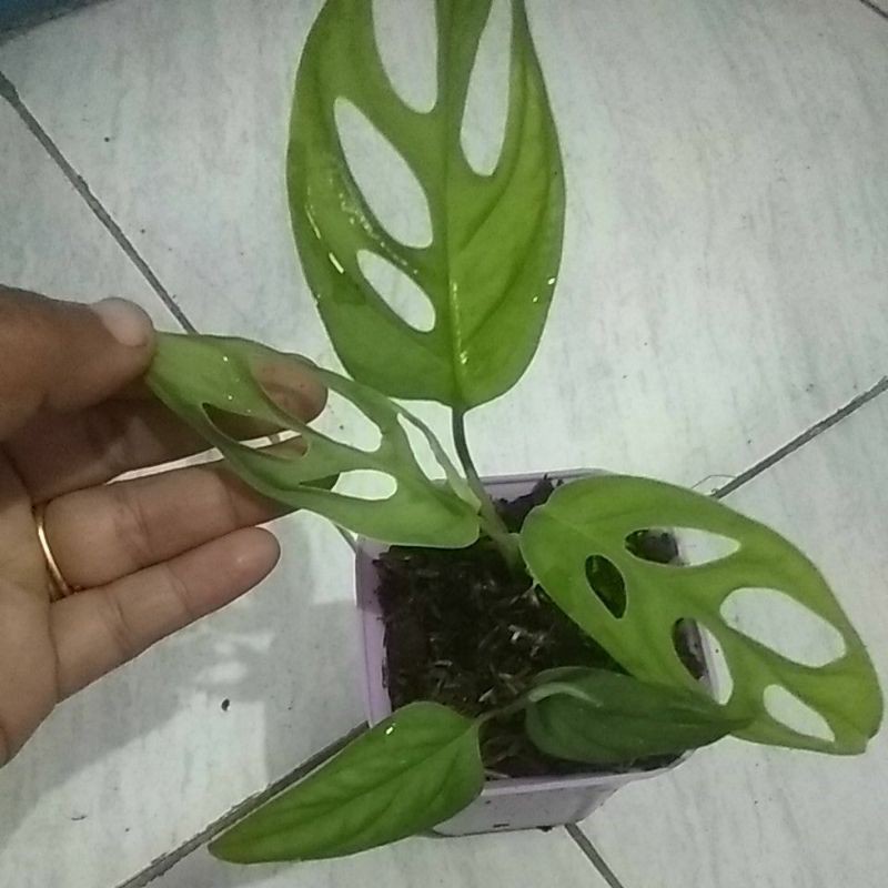 Jual Monstera obliqua Janda bolong tanaman merambat gantung | Shopee ...