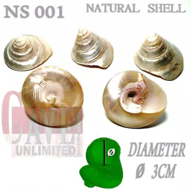 Jual NS001 cangkang shell rumah kelomang keong umang kumang natural ...