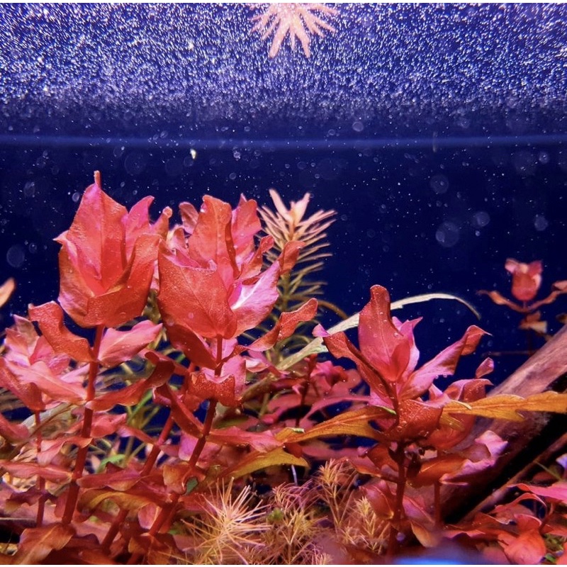 Jual Rotala Macandra sp Tiger ( tanaman aquascape ) | Shopee Indonesia