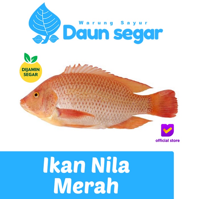 Jual Ikan Nila Merah Segar 1/2kg isi 2-3 ekor Fresh | Shopee Indonesia