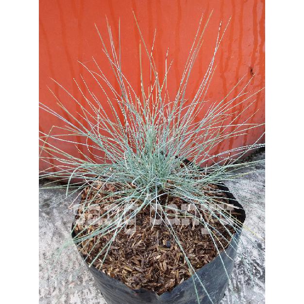 Jual BIBIT TANAMAN HIAS RUMPUT BIRU BLUE FESTUCA GRASS | Shopee Indonesia