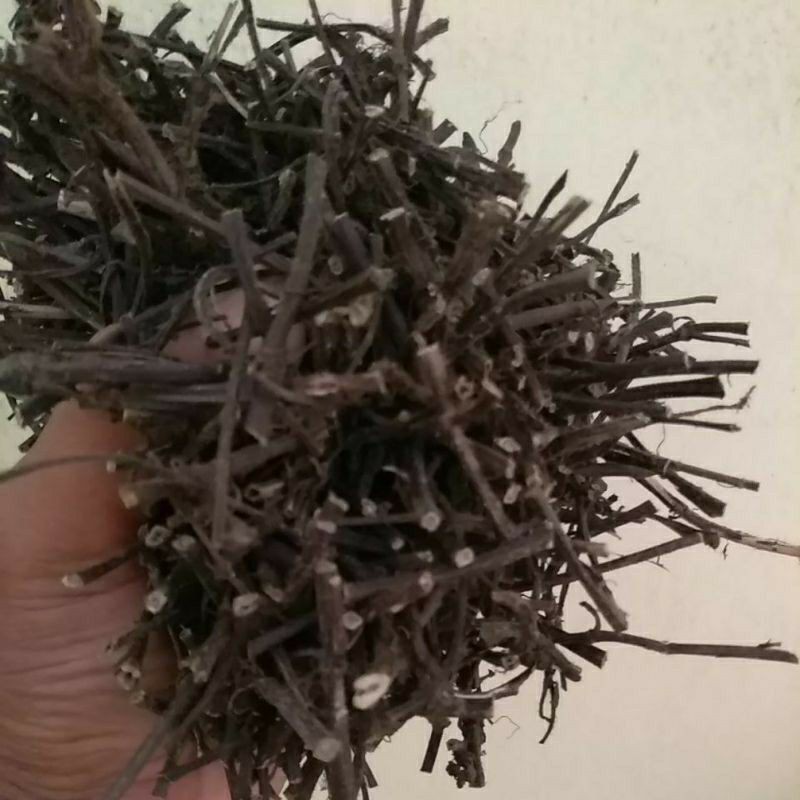 Jual 5kg DAUN CINCAU HITAM/JANGGELAN KERING SUPER PAKET HEMAT | Shopee ...