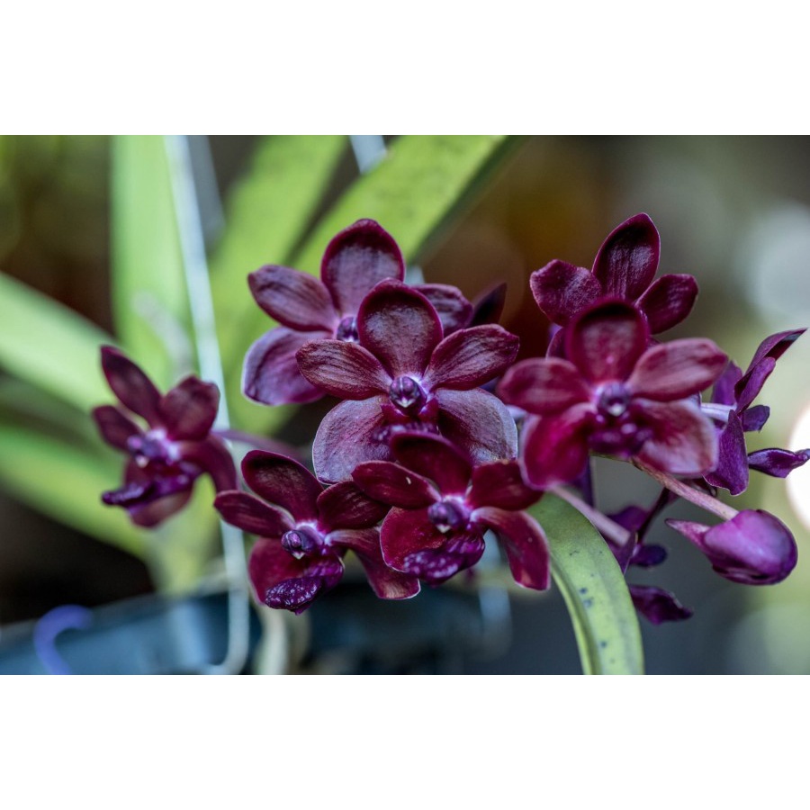Jual [ DEWASA ] Vandachostylis Colmarie 'Black Beauty': Anggrek Elegan ...