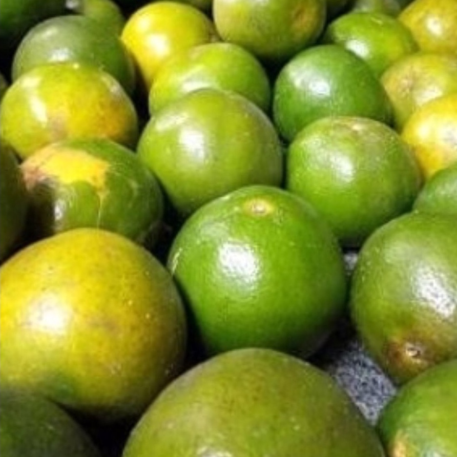 Jual Jeruk Siam Peras Semboro Jember MANIS | Shopee Indonesia