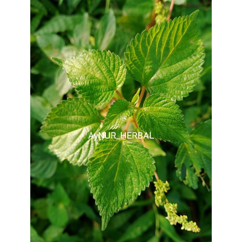 Jual daun jelatang gatal atau daun pulus segar 500 gram | Shopee Indonesia