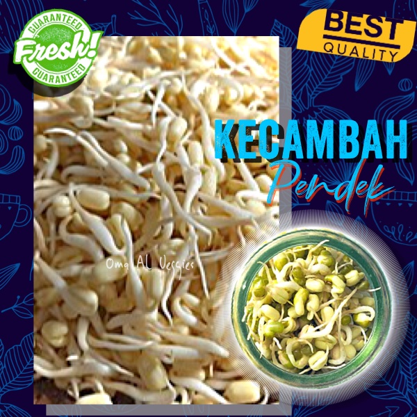 Jual KECAMBAH/ TAUGE PENDEK PER 100 GR | Shopee Indonesia