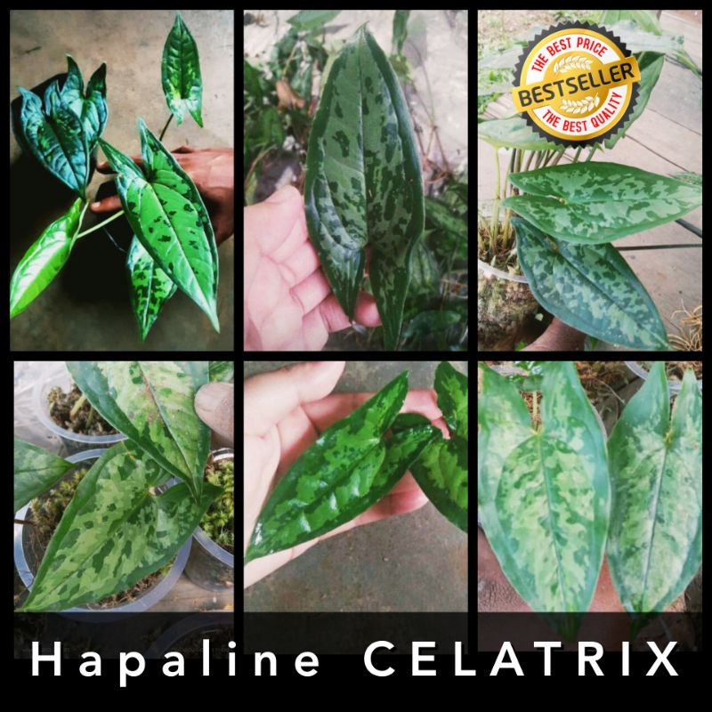 Jual TANAMAN RAWATAN HAPALINE CELATRIX / HEPALINE CELATRIC | Shopee ...