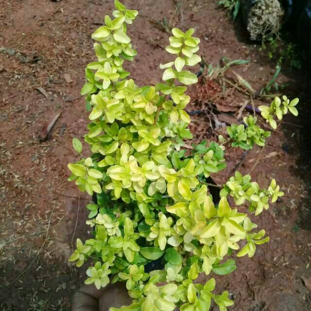 Jual Bibit tanaman legistrum golden bahan bonsai pohon legistrum kuning ...