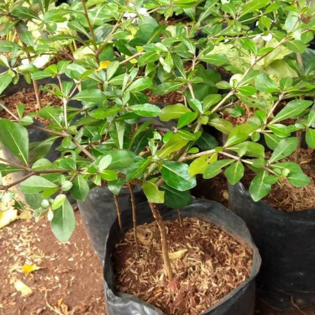 Jual Endah Garden tanaman bunga hias peneduh ketapang kencana - Pohon ...