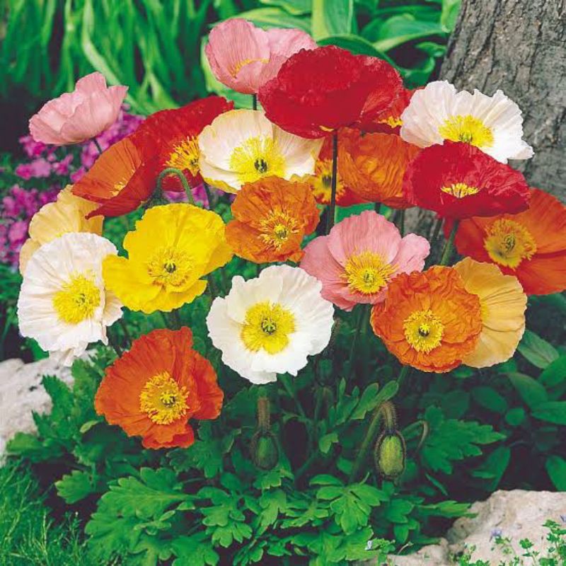 Jual 20 biji benih bunga Poppy island mix colours | Shopee Indonesia