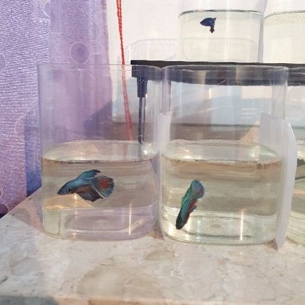 Jual Aquarium Cupang 2L Tanpa Tutup / Akuarium Cupang / Aquarium ...