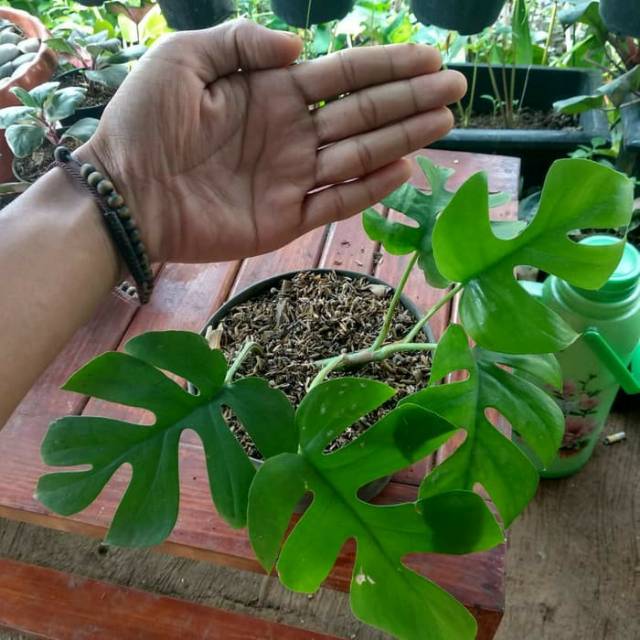 Jual Tanaman hias monstera mini - monstera minima | Shopee Indonesia