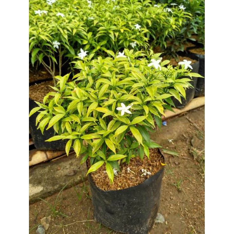 Jual tanaman hias melati mini sabrina | Shopee Indonesia