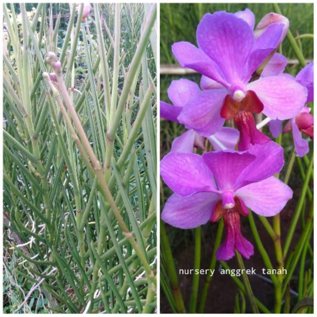 Jual Anggrek Vanda Douglas Spike isi 10 Batang [Sudah Ada Calon Bunga ...