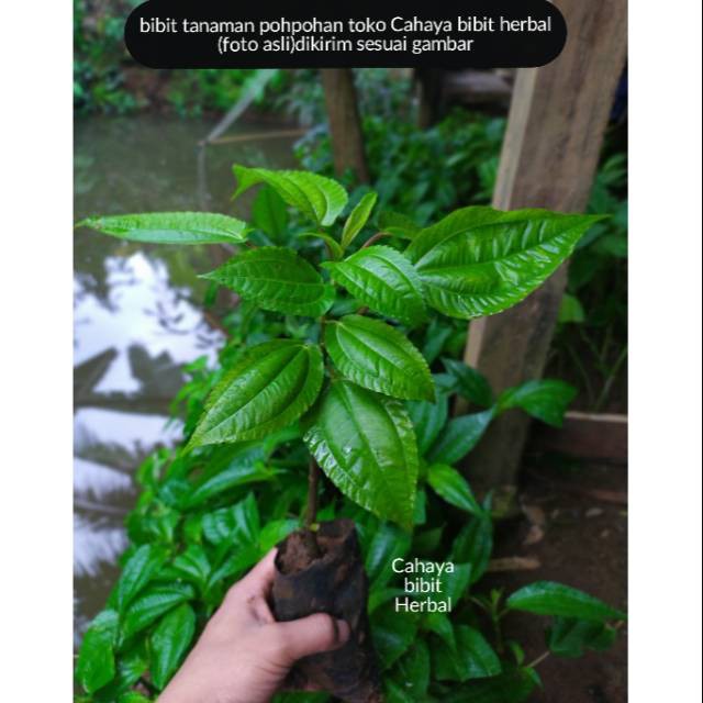 Jual Bibit tanaman pohon pohpohan organik poh pohan sehat lalapan ...