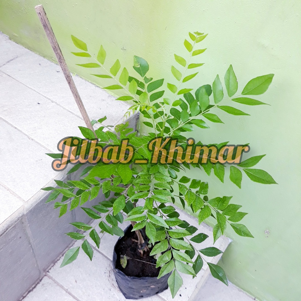 Jual POHON KARI RIMBUN | KOROKELING | TANAMAN TOGA | Shopee Indonesia