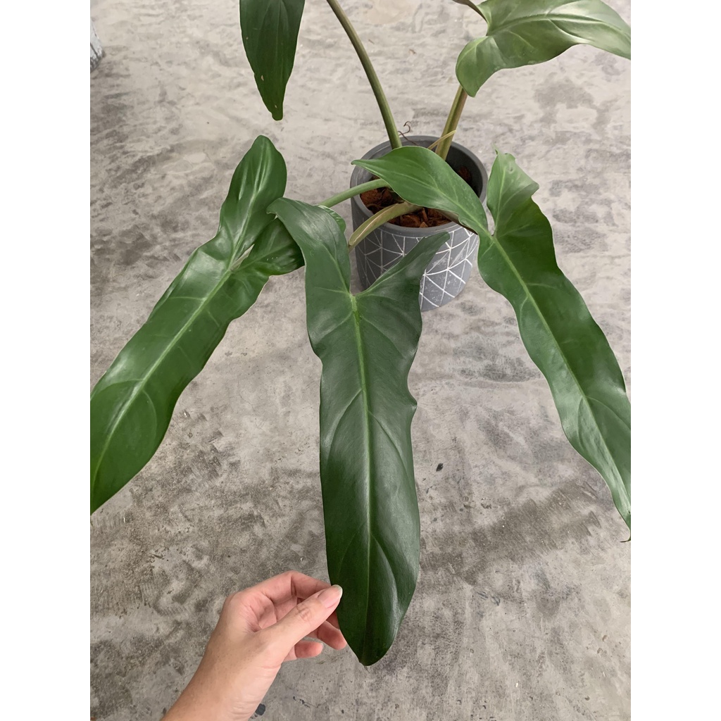 Jual Promo Tanaman Hias Philodendron Florida Ghost Mint Tanaman Philo ...