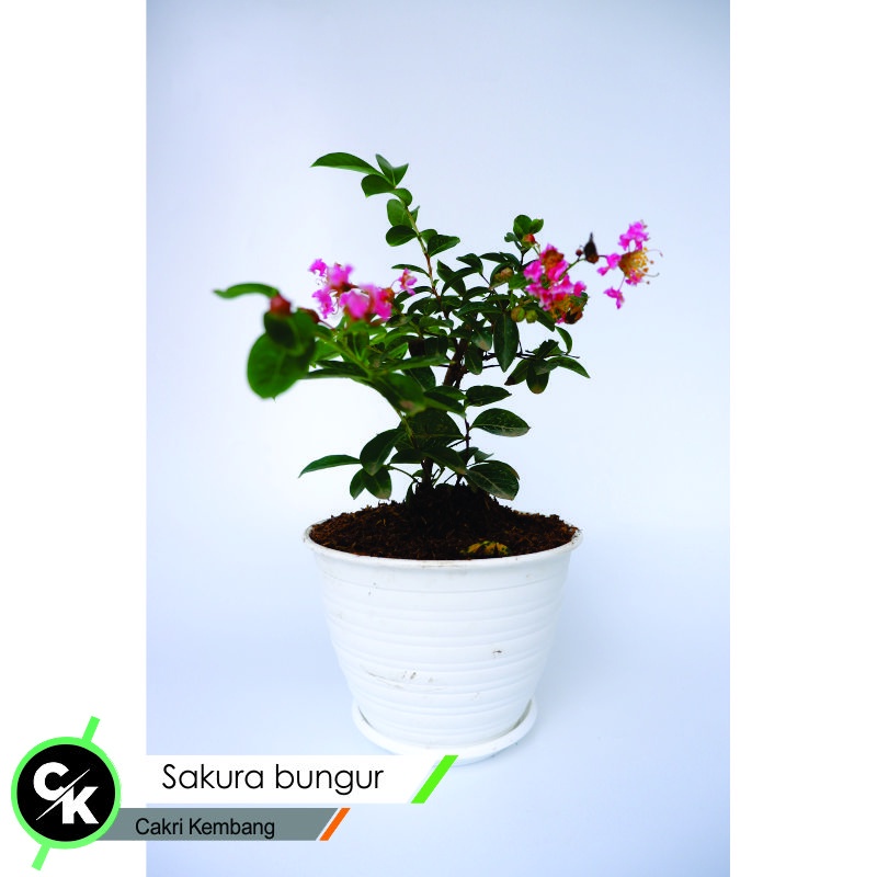 Jual bibit bunga sakura bungur pink ( Lagerstroemia speciosa) -Tanaman ...