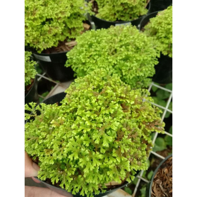 Jual Lumut Ambon / Ande-Ande Lumut. | Shopee Indonesia