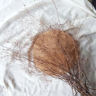 Jual Ranting Kering Terlengkap & Harga Terbaru Mei 2024 | Shopee Indonesia