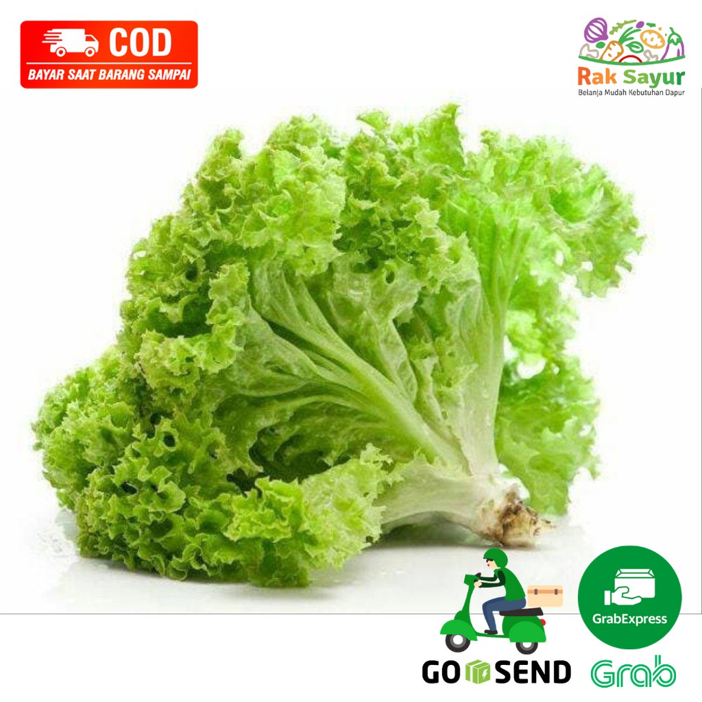 Jual Selada Keriting Fresh Pecel Gado gado 250gr Sayuran Segar Lalapan ...