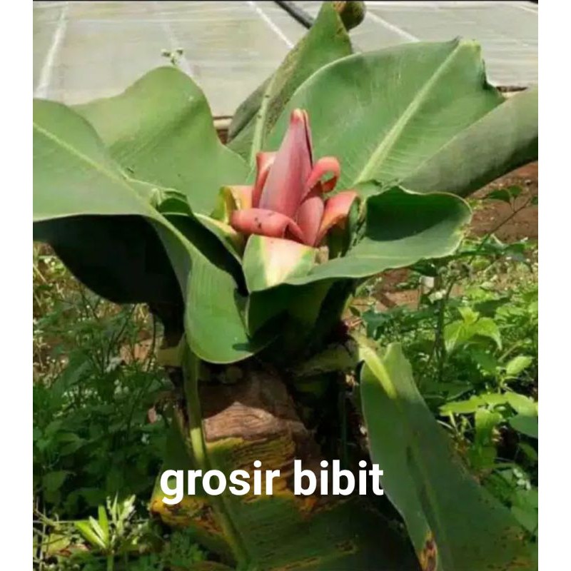 Jual Bibit pisang Brazil ( pisang mini) | Shopee Indonesia