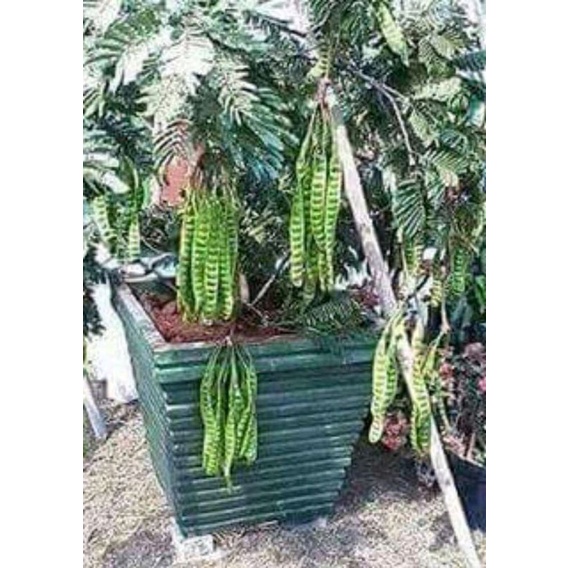 Jual Bibit Petai / bibit Pete super genjah bisa di pot | Shopee Indonesia