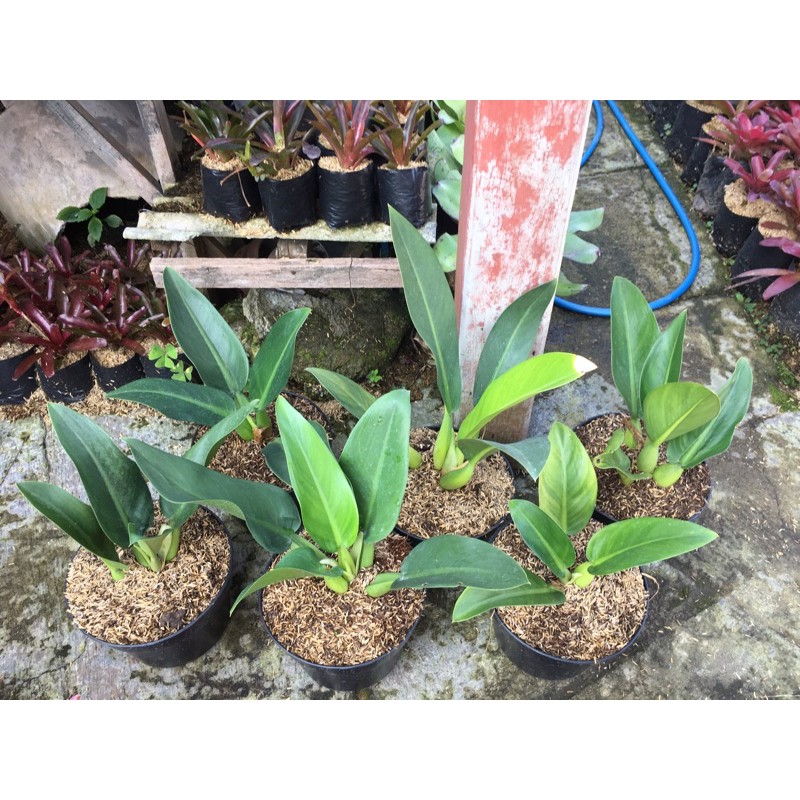 Jual philodendron katak/ pilo katak/ filo katak | Shopee Indonesia