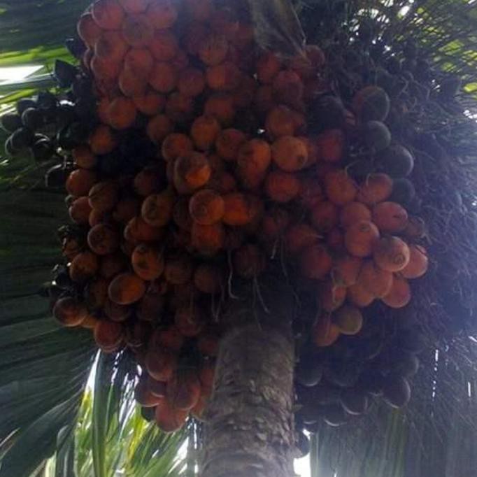 Jual @_$ 5 Bibit Buah Pinang Jambe Kuning ^^%% | Shopee Indonesia