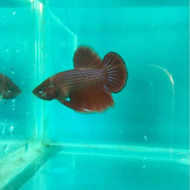 Jual Ikan cupang/betta/bagan api | Shopee Indonesia