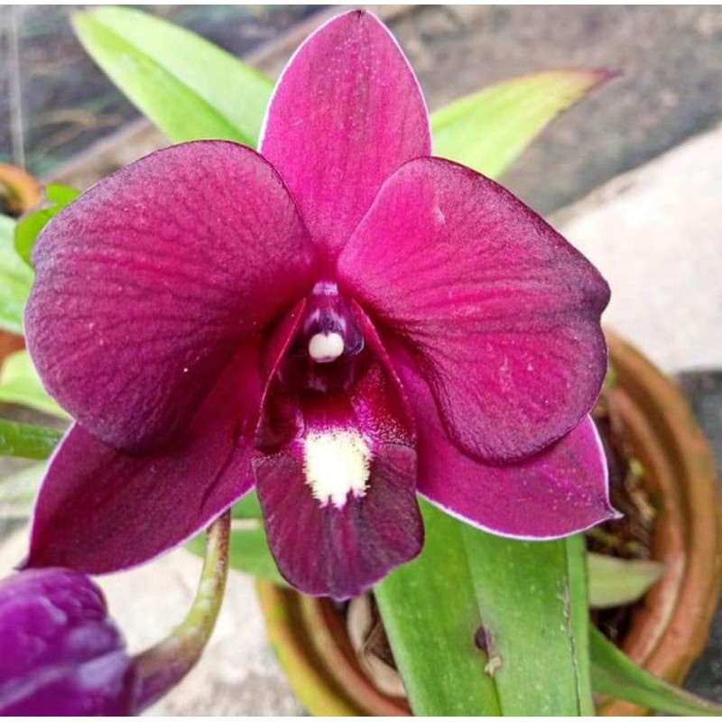 Jual Pohon Anggrek Dendrobium Dewasa Red Dragon Sudah Spike | Shopee ...