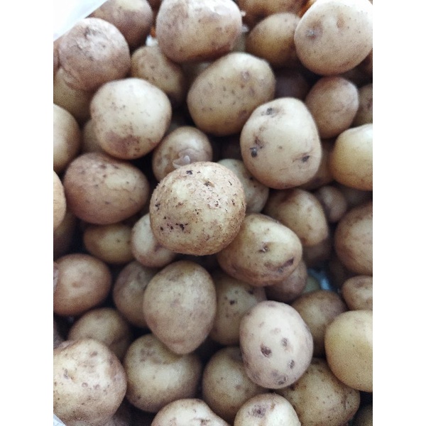 Jual kentang segar 1kg | Shopee Indonesia