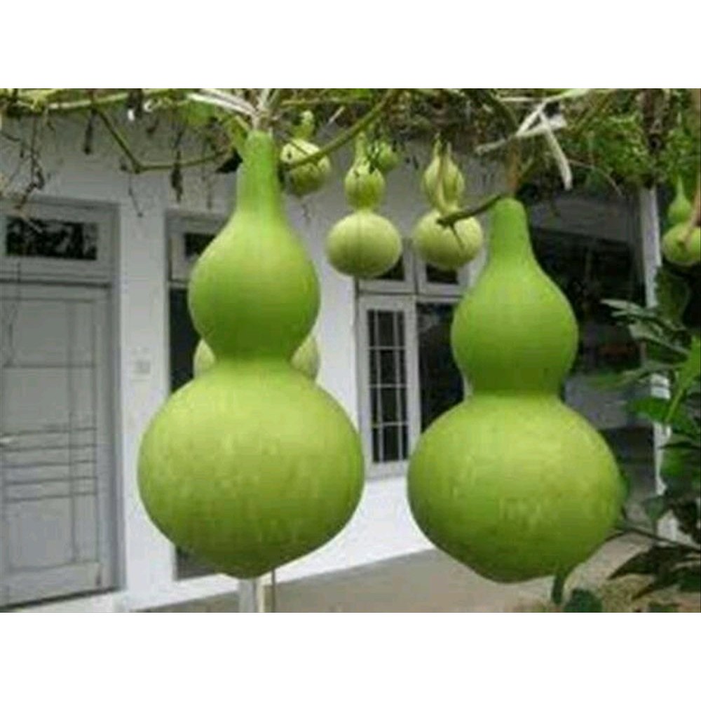 Jual PAKET ISI 2 benih biji labu kendi /labu gucci / labu botol ...