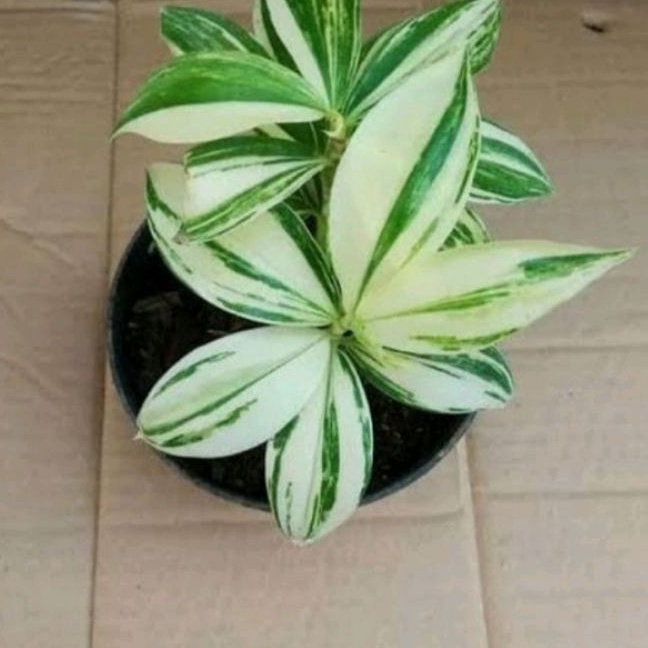 Jual Tanaman hias Pacing Pentul Varigata - Pacing Varigata | Shopee ...