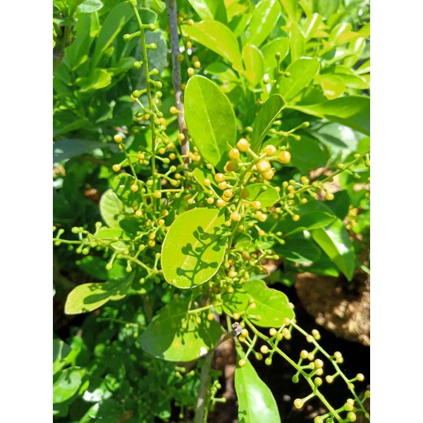 Jual Tanaman hias pohon pacar cina( kemuning) | Shopee Indonesia