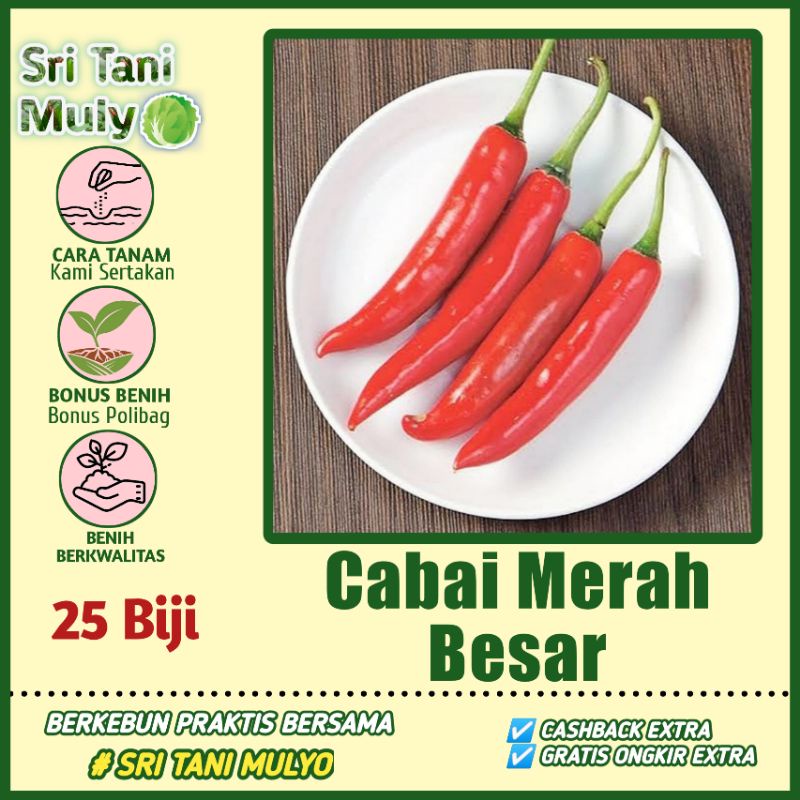 Jual 25 Biji - Benih CABAI MERAH BESAR LANDUNG F1 - BIBIT SAYURAN BENIH ...
